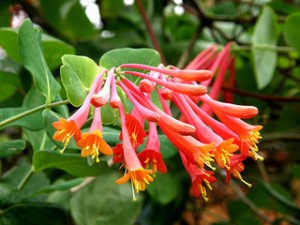 VA Wildflower of the Year | Virginia Master Naturalists Headwaters Chapter