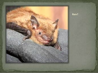 Volunteer with Save Lucy the Bat | Virginia Master Naturalists ...