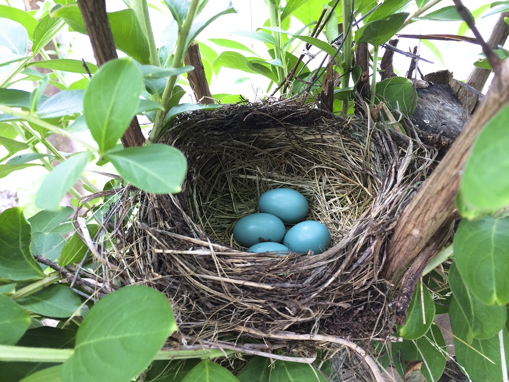 Virginia Native Wildlife | Virginia Master Naturalists Headwaters Chapter