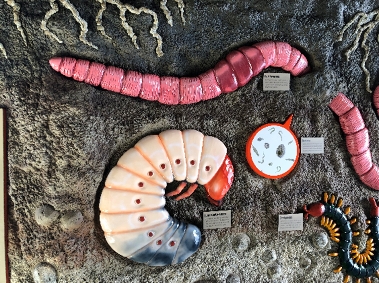 Update on Underground Classroom & Call for Volunteers | Virginia Master ...