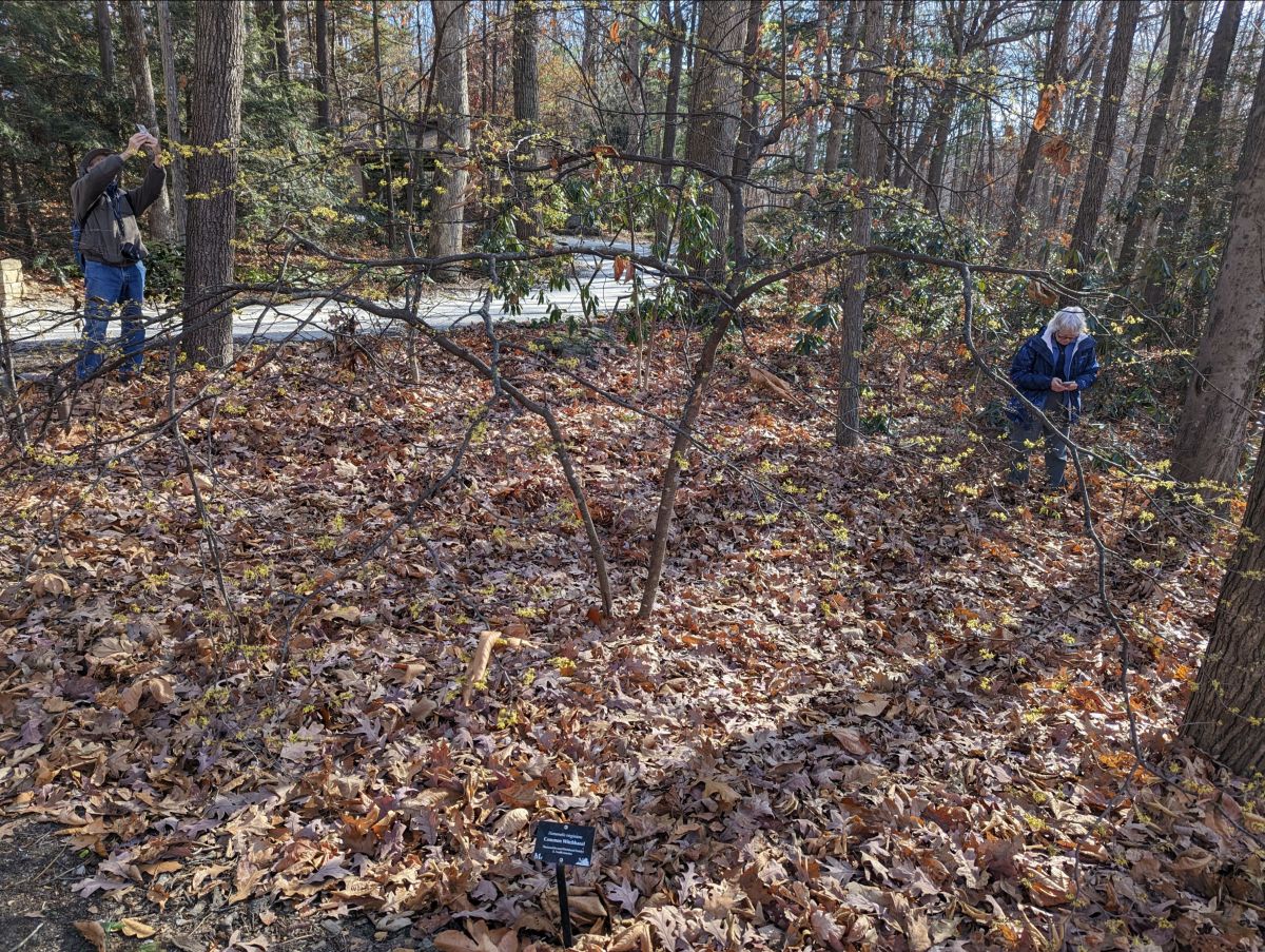 Campus Tree Inventory at JMU | Virginia Master Naturalist Headwaters ...